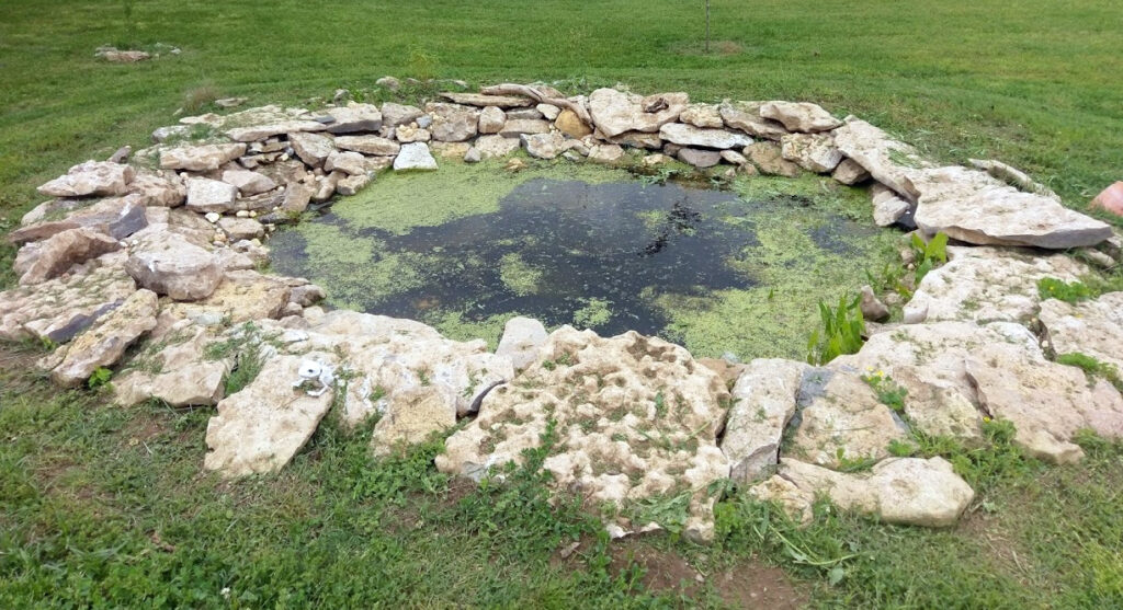 Aradani Druid Grove - Our Frog Pond and all its environmental benefits ...